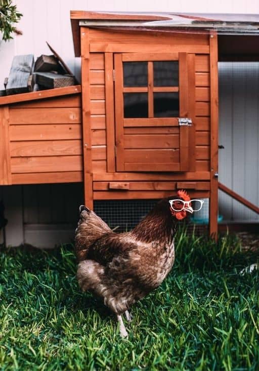 Beginners Guide to Raising Chickens for Eggs - AmpleHarvest.org